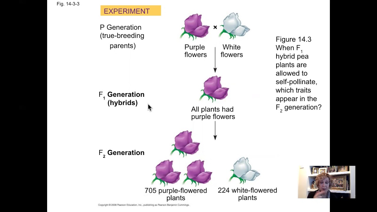 Foy Genetics Lecture AP Bio Chapter 14 Pearson - YouTube