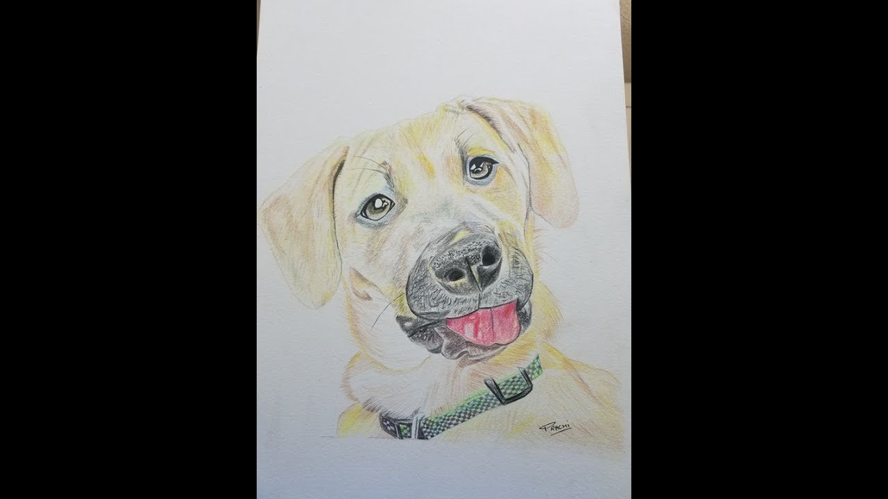 Labrador -Pencil color drawing demonstration - YouTube