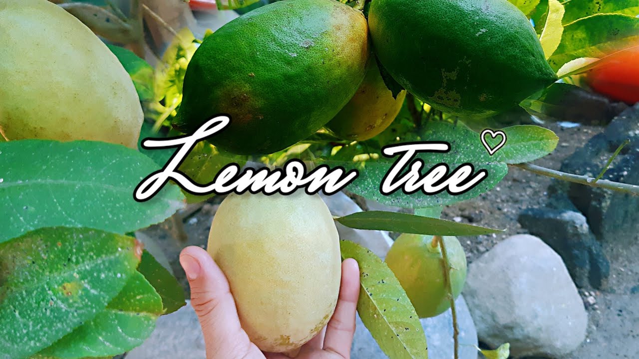 Lemon tree/Marameng bunga ng lemon sa aming bakuran| Jin Sai TV - YouTube