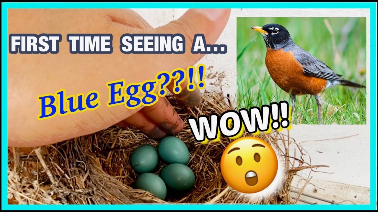 Bird Egg Hatching Time Lapse | Birds Incubate their Eggs Full Process ...