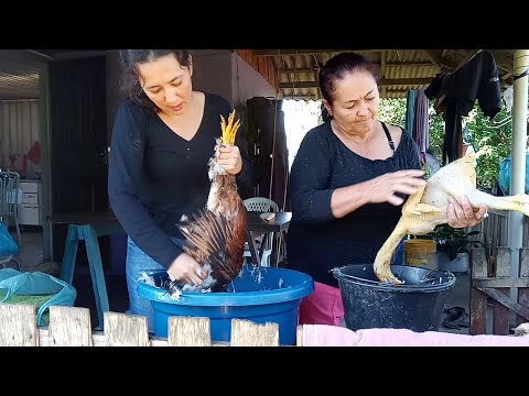FRANGO CAIPIRA NO SÍTIO foram🐓🐓🐓frangos #2022