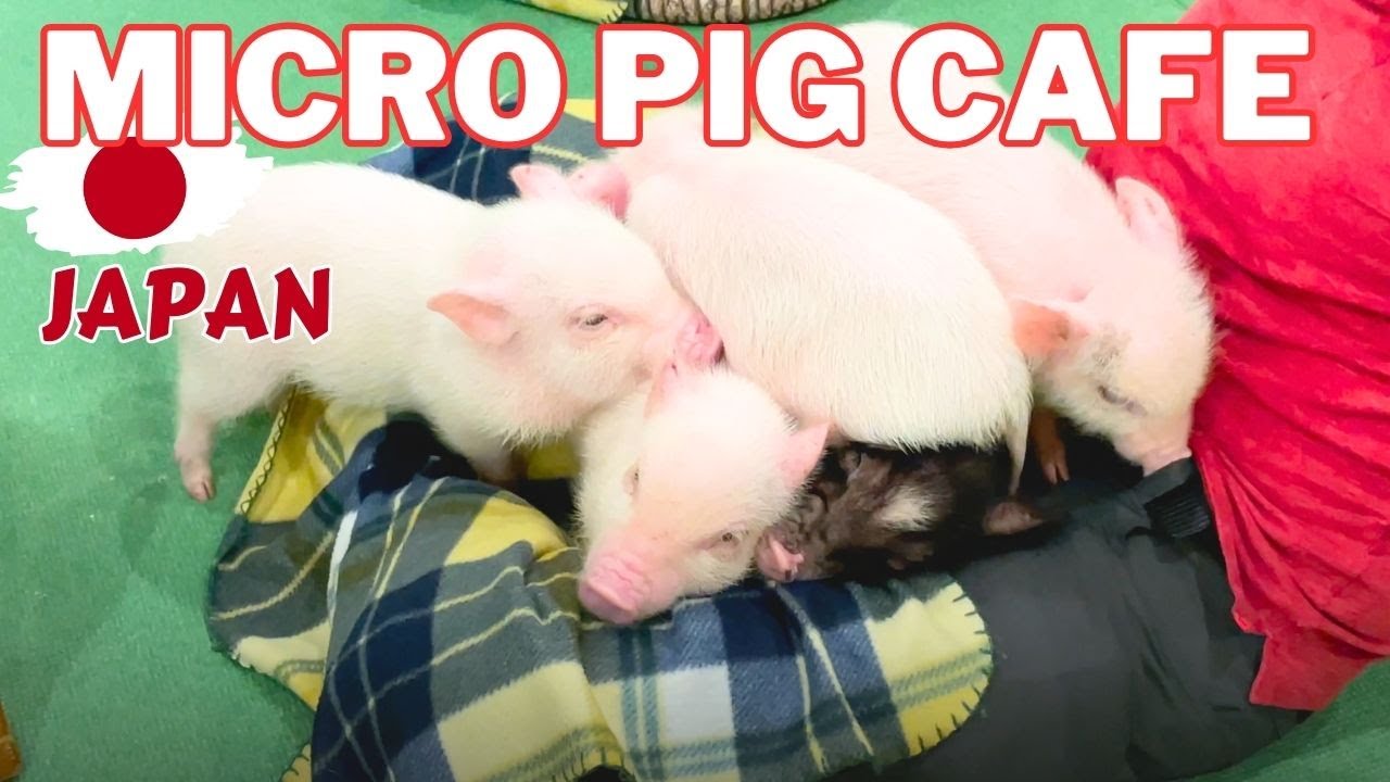 Visiting Japan's Micro Pig Cafe Tokyo mipig cafe | animals cafe experience | Must-visit ...