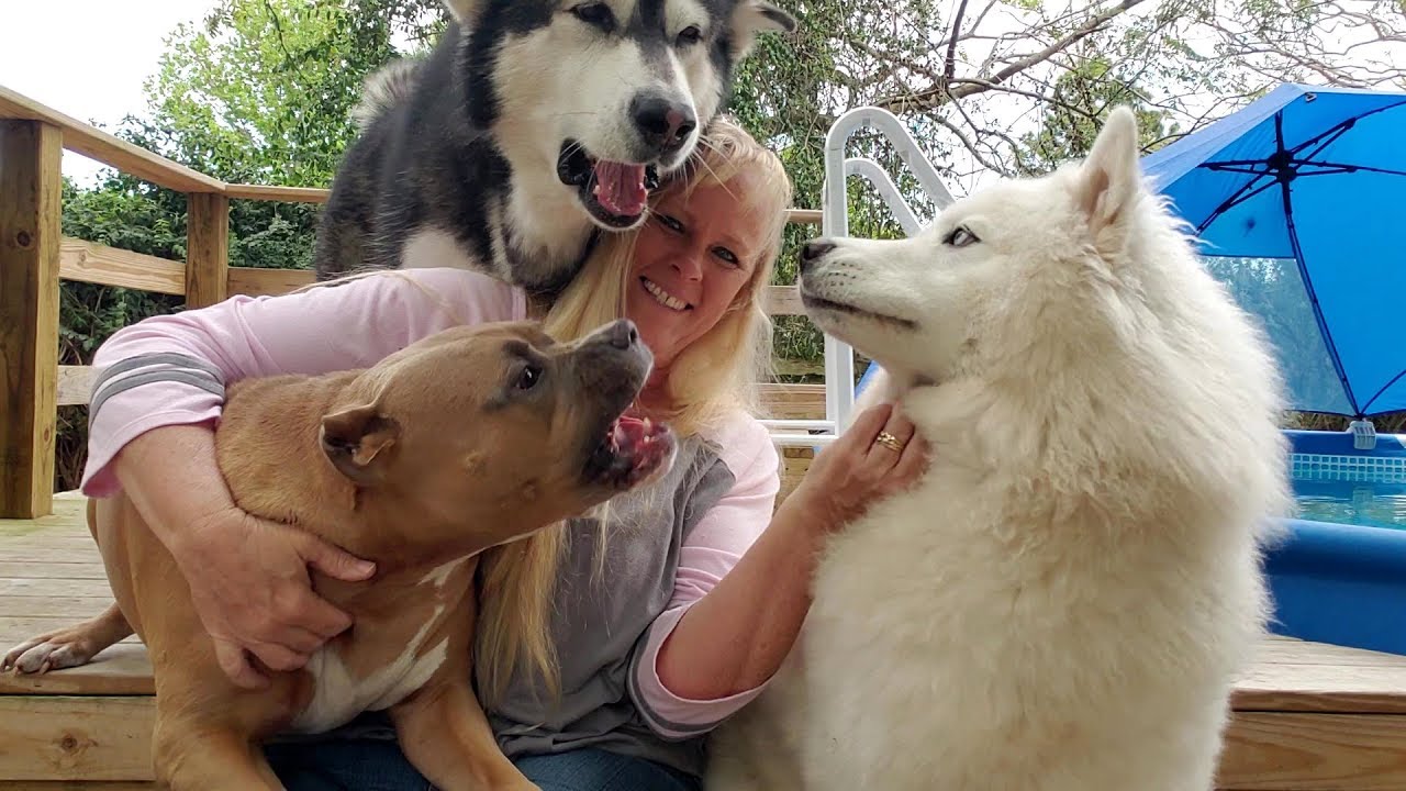 Selfie Fail With My Dogs - YouTube