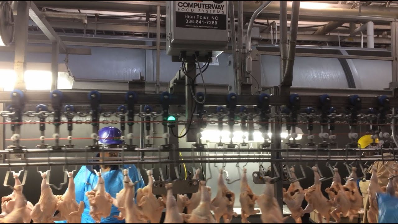 CFS Wolf Drop Poppers - YouTube