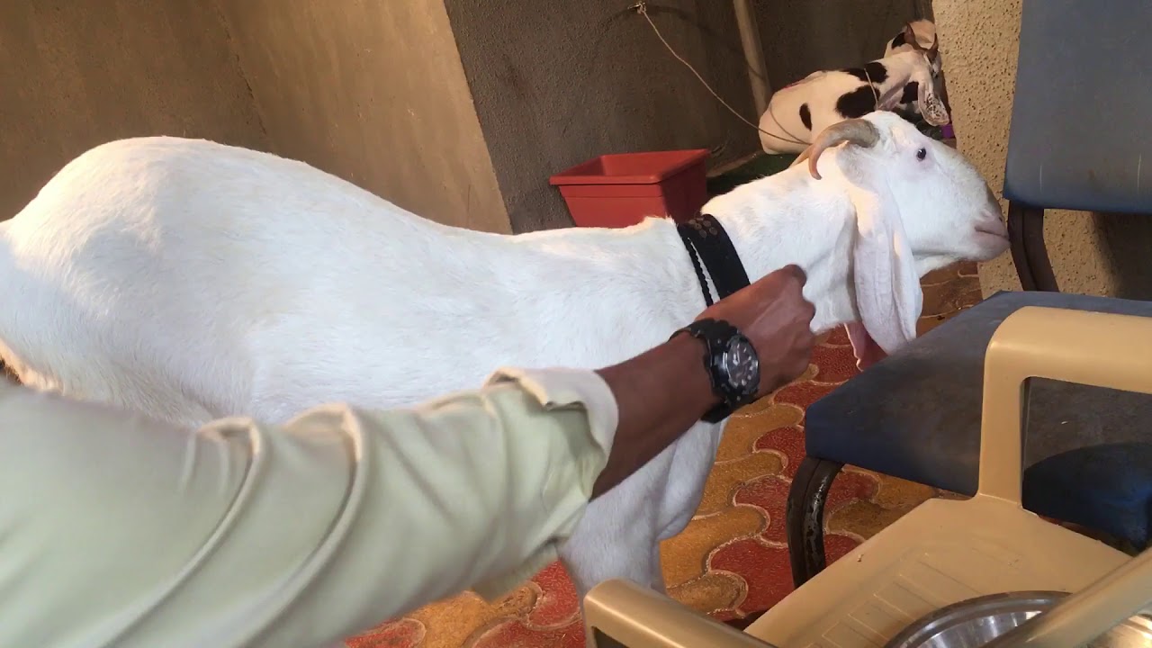Gulabi goats| top quality sojat goat - YouTube