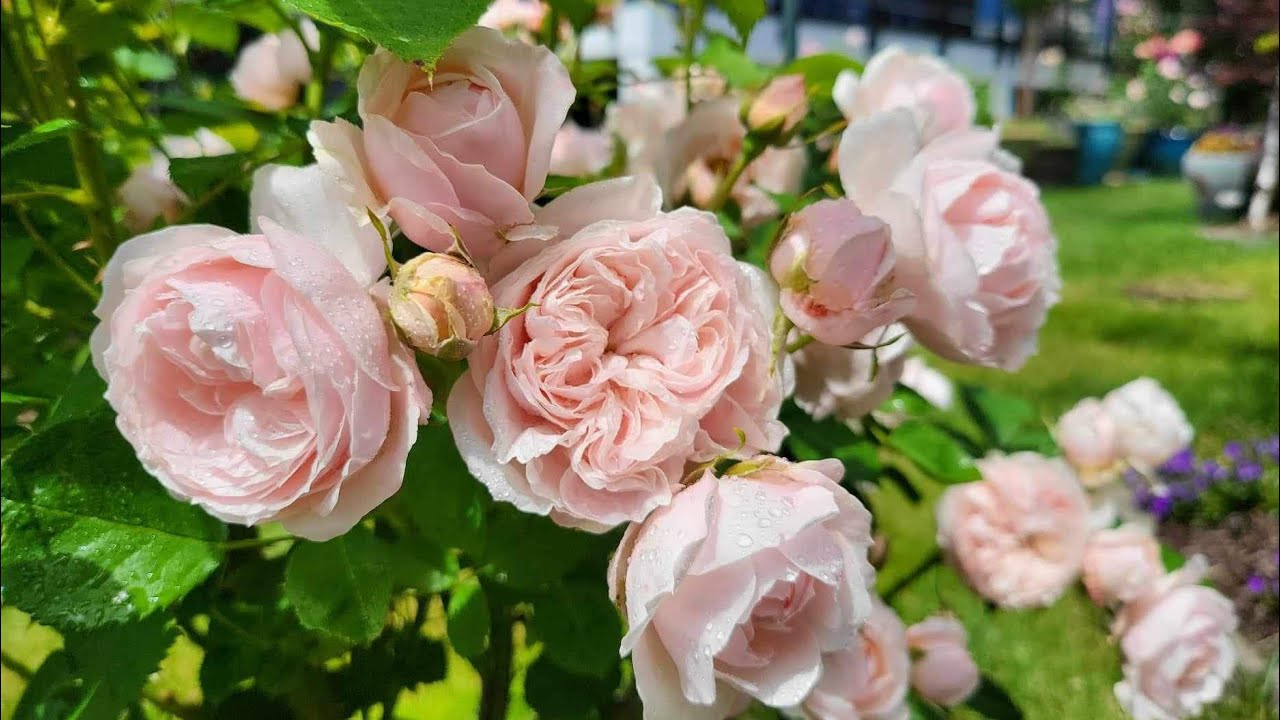 Dylan Rose - A Perfect Rose for Garden & Boutique - YouTube