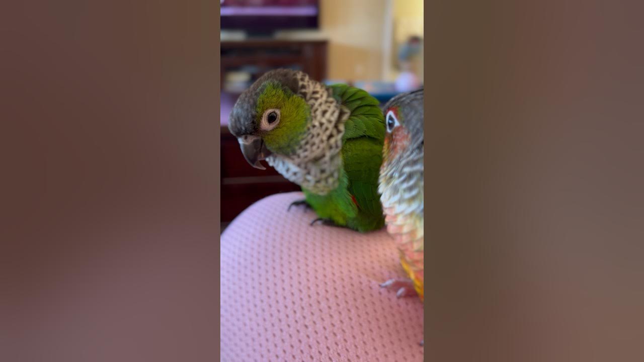 Cute conure parrot asks for a head scratch by tapping her head - YouTube