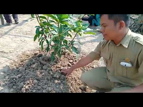 Pemeliharaan Tanaman Pembumbunan - YouTube