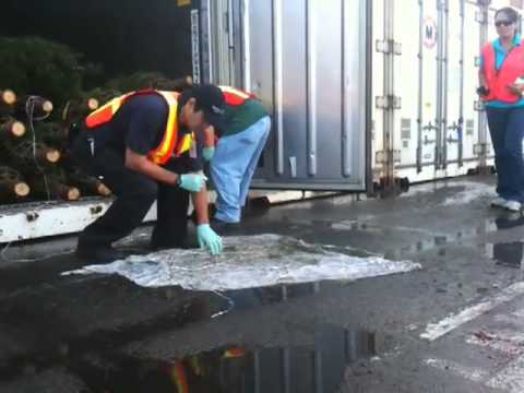 Slugs found in Christmas tree shipping containers - YouTube