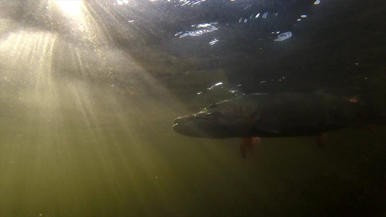 THICK Musky - Georgian Bay 2019 - Underwater footage - YouTube