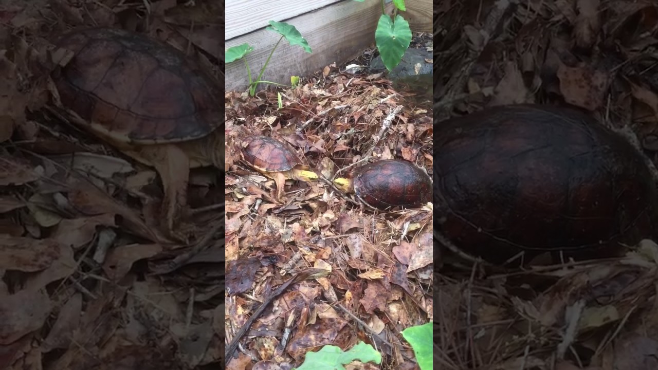 McCord's box turtle courtship - YouTube