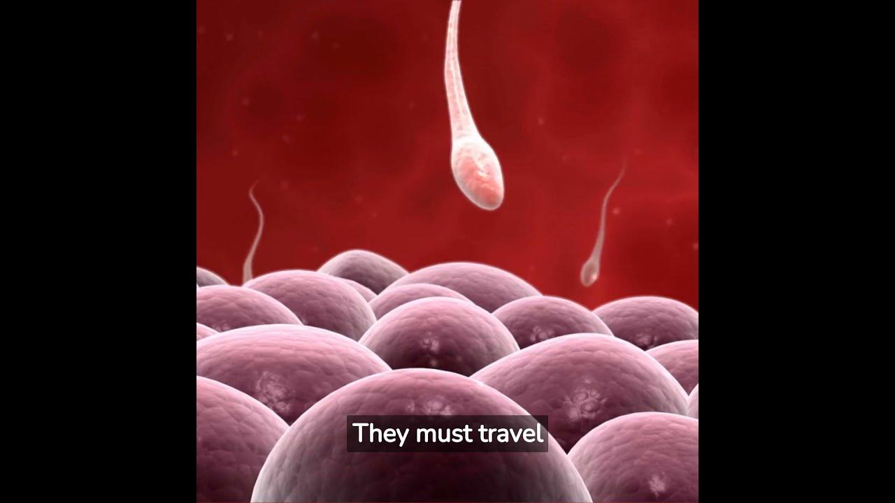 How Far Does Sperm Have To Shoot To Get Pregnant Youtube