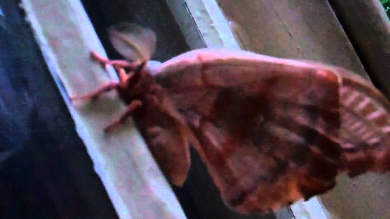 Female Promethea Moth takes shelter before storm (MOTHRA!) - YouTube