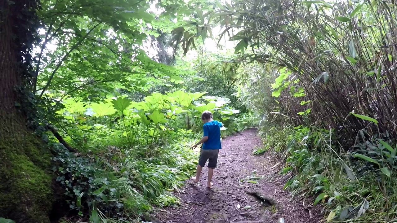 Welsh woods - YouTube