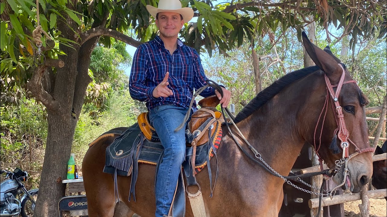 COMPRANDO UNAS BUENAS BESTIAS MULARES👍🐴#ranchero95 - YouTube