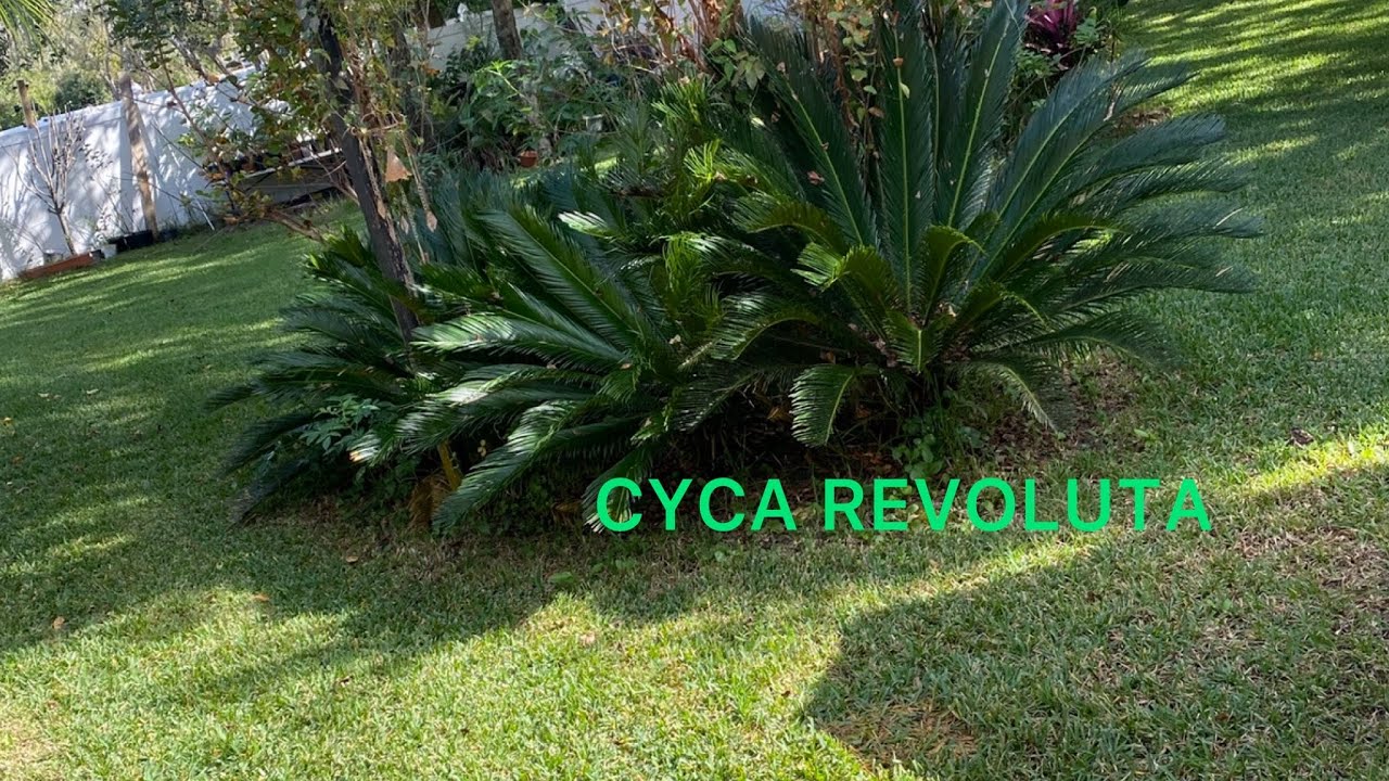 CYCAS REVOLUTA | PALMA DE SAGU | SAGU DEL JAPON | FALSA PALMERA - YouTube
