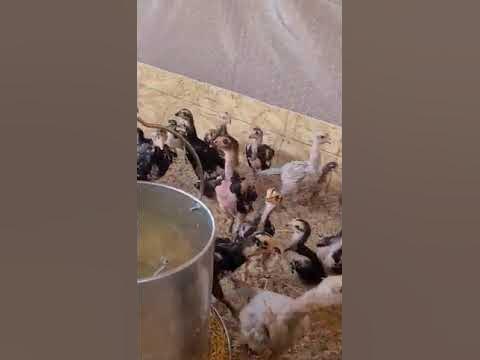 Me Nyuam Qaib 6/2024 - YouTube