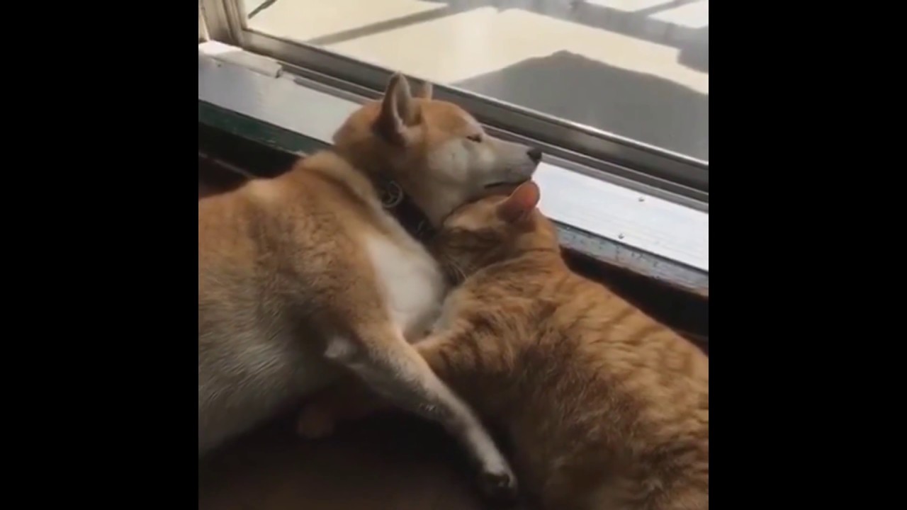 Shiba Inu and a cat, sleeping (best friends forever) - YouTube