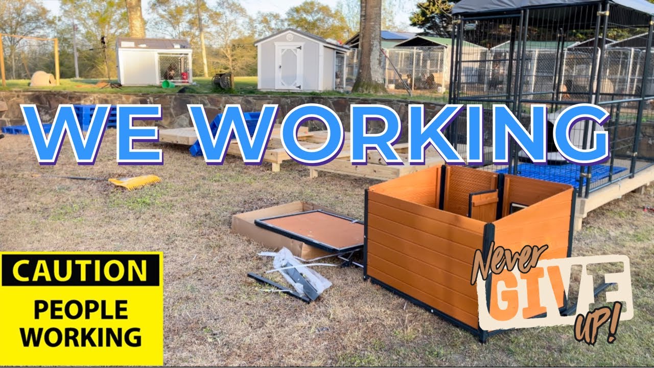 OUTDOOR KENNEL UPDATE. FT:HUSTLELINE KENNELS. HOW TO BULID A PEDIGREE🤔🤔 ...