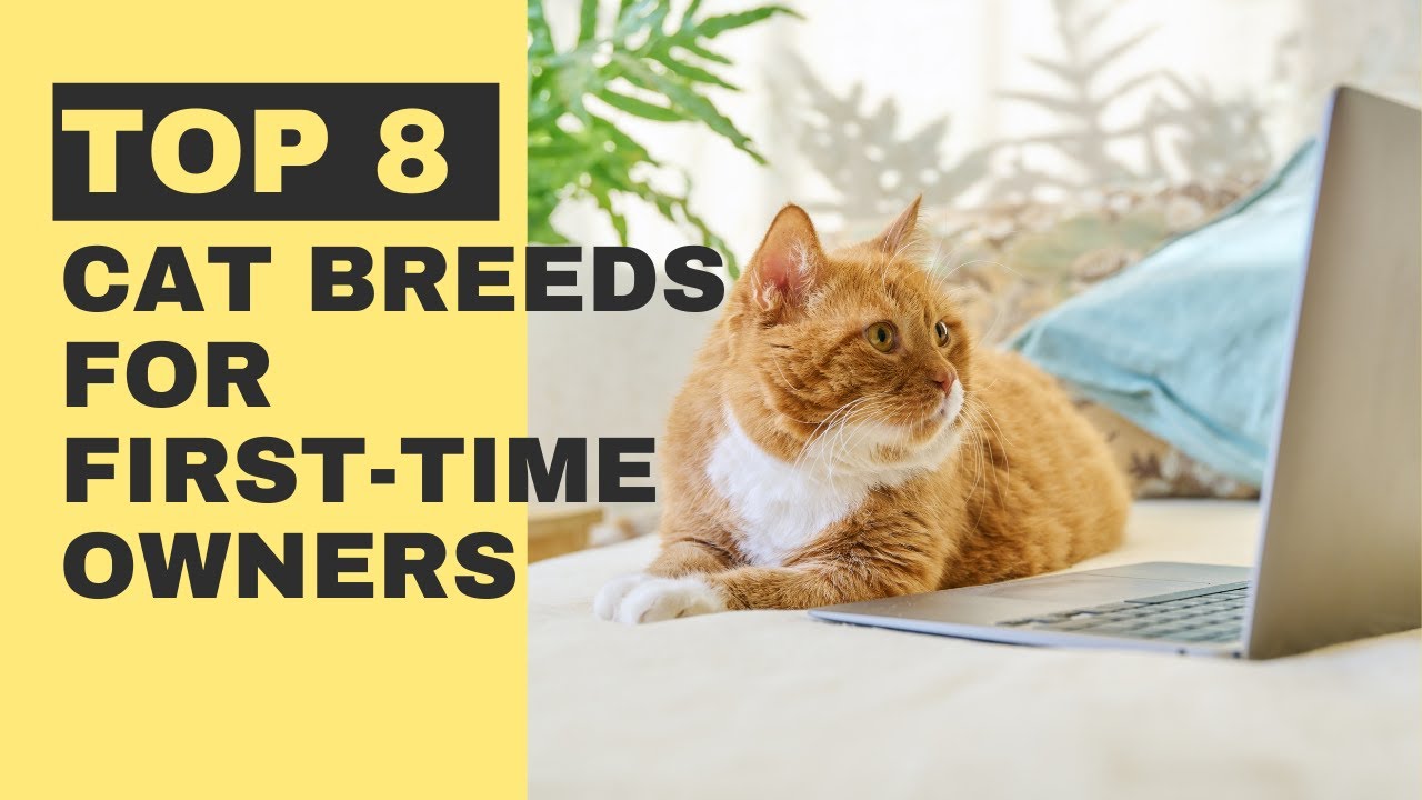 8 Cat Breeds Revealed: Which is the Best for New Pet Owners? - YouTube