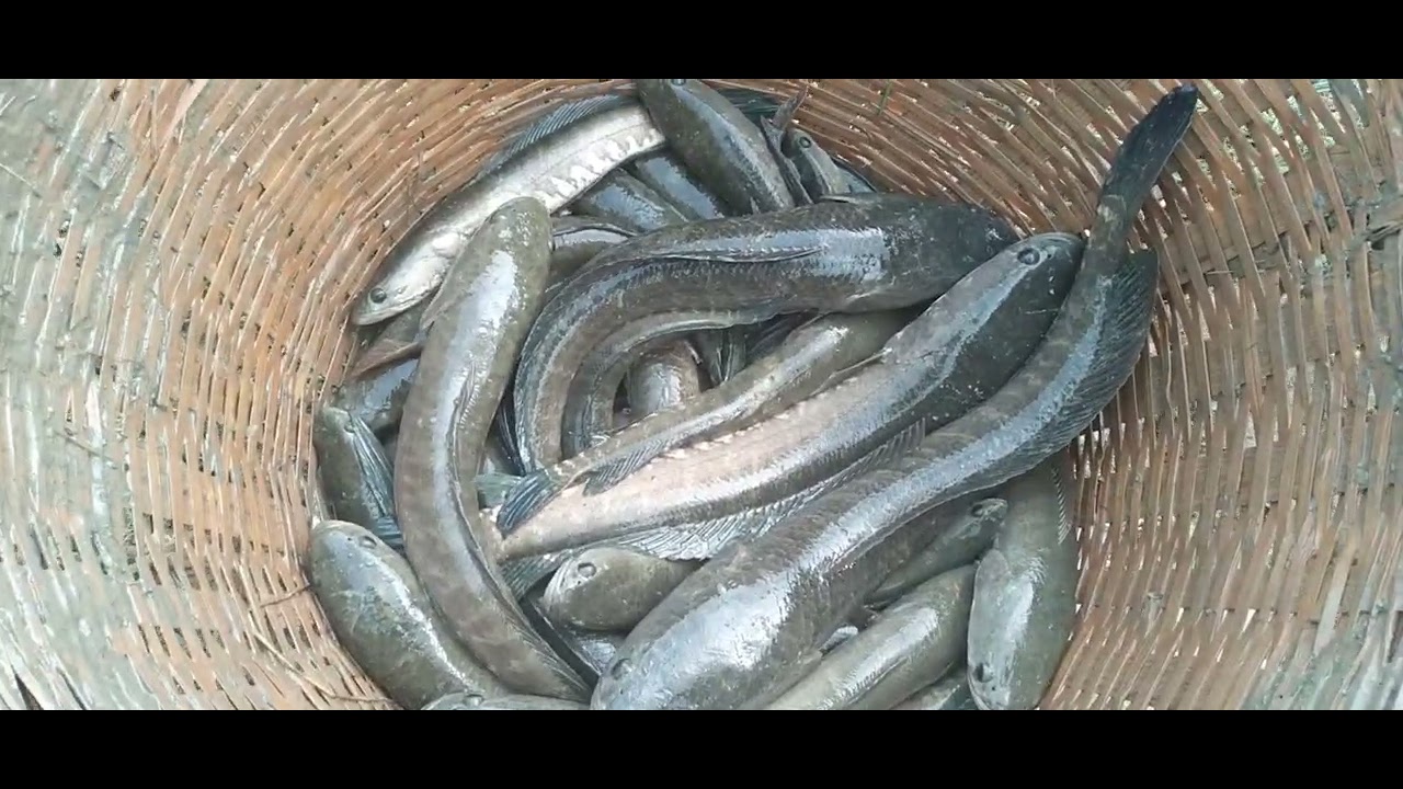 korramenu fishs - YouTube