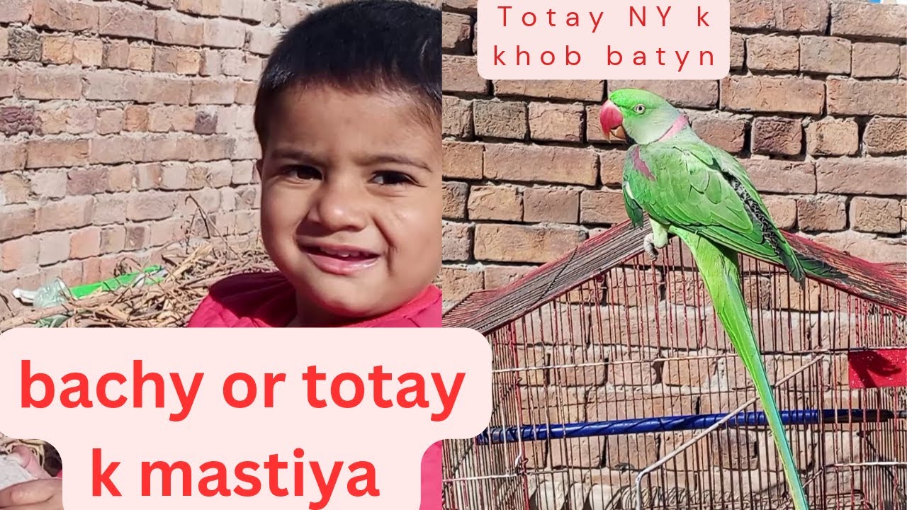 Bachy or Totay k Mastiya// Totay ny khob batyn ke#parrottalking # ...