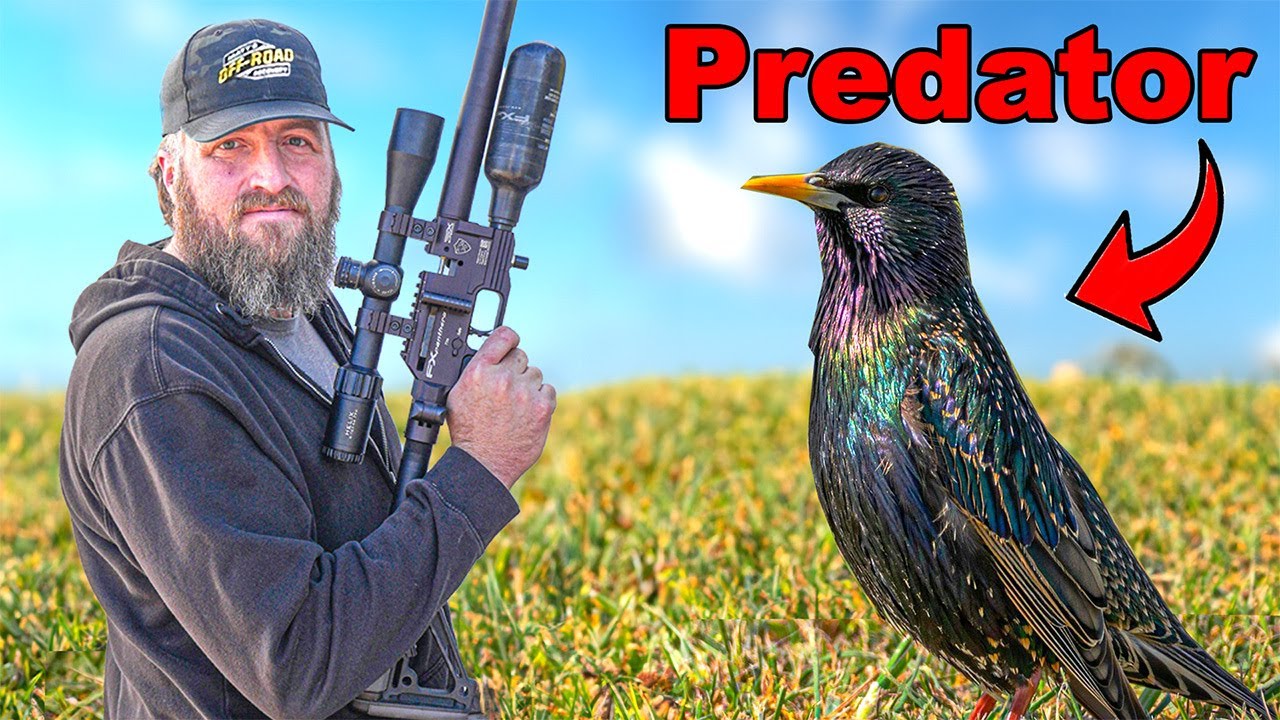 This Bird Is Killing Off America's Songbird - YouTube