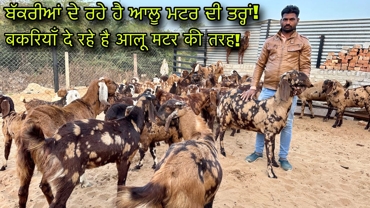 बकरियाँ दे रहे है आलू मटर की तरह! ⁠@farmingbaba Jp goat farm Ajmer ...