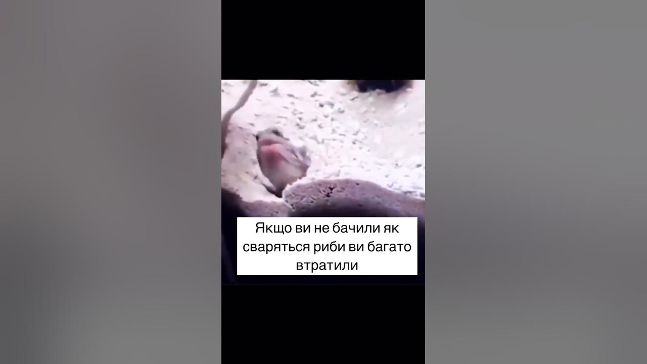 Ви колись бачили таке Memes меми Funny гумор Shortsvideo приколи