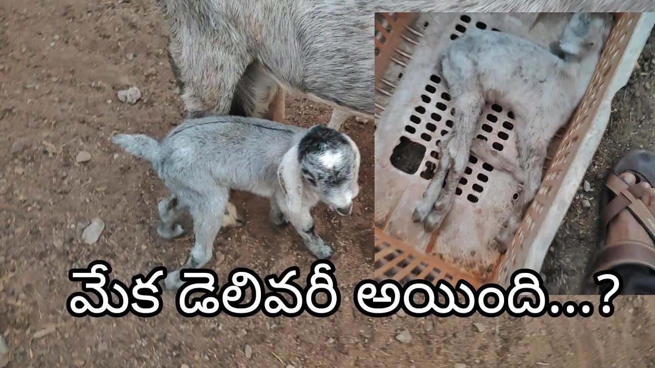 Goat Delivery | Baby goats @Myfarms - YouTube