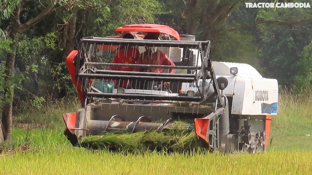 ម៉ាស៊ីនច្រូតស្រូវ Rice Harvester Working Machine At Farm Field ...