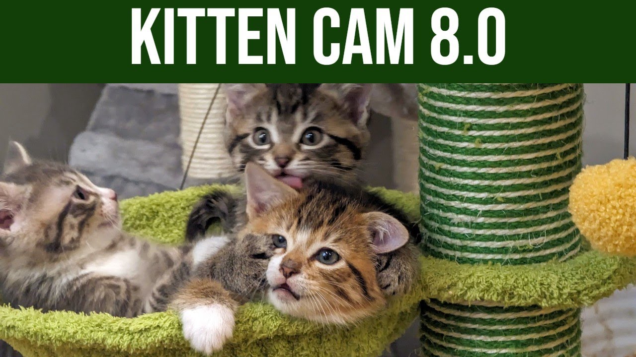 Kitten Cam 8.0 - Night 71 - Periwinkle and her 7 #tabby #kittens - YouTube