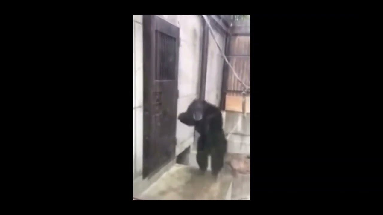 Kong knocking at Godzilla door to get revenge - YouTube