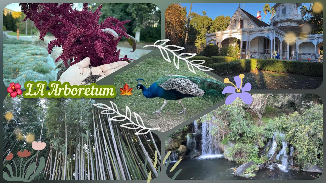 A casual walkabout at the LA Arboretum. [Arcadia, California] 🌿🪷 | Easy ...