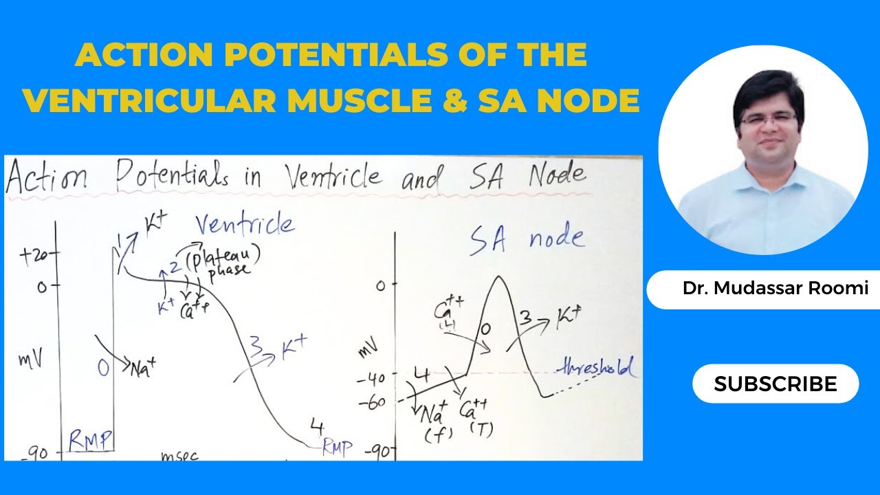 Heart Action Potential: Ventricular Muscle vs. SA Node | Cardiac ...