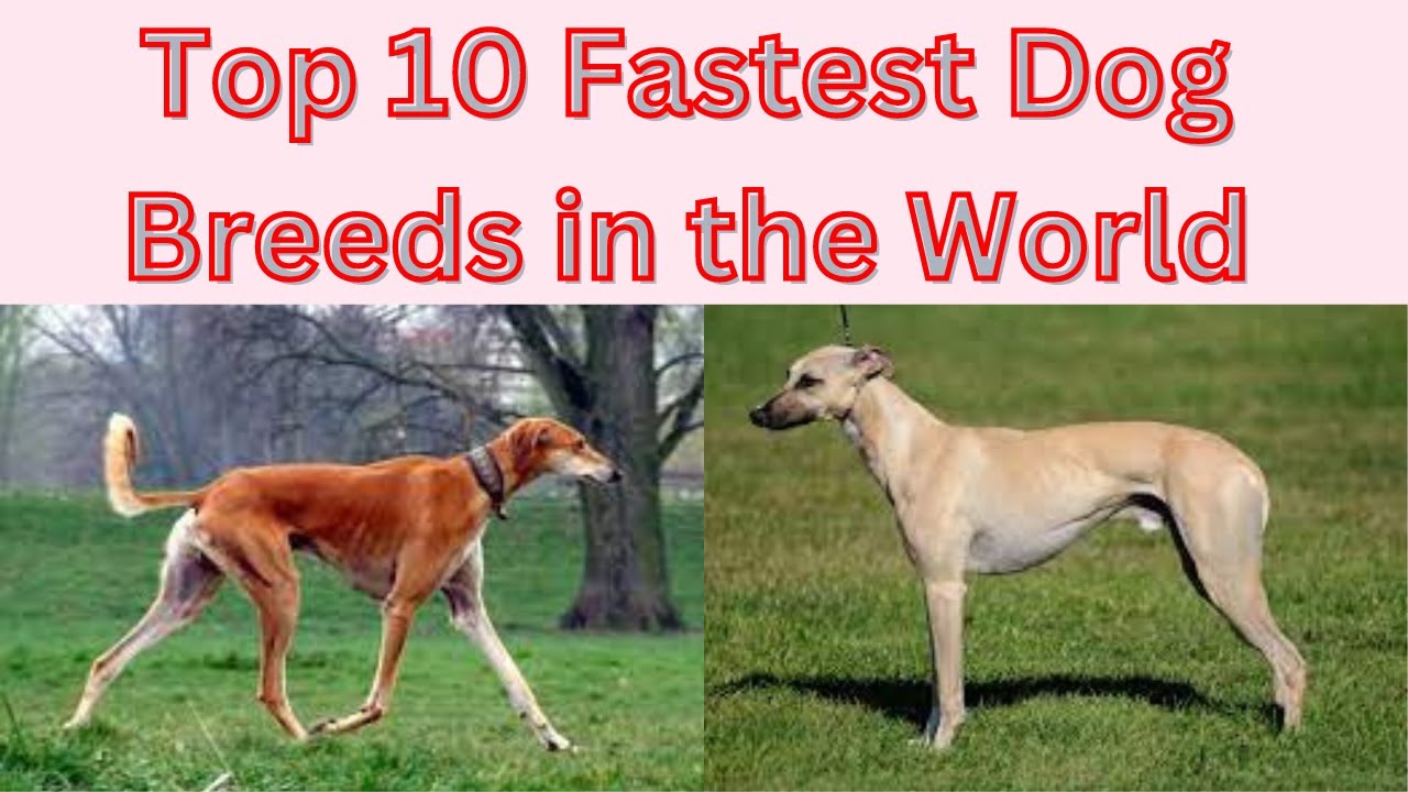 Top 10 Fastest Dog Breeds in the World - YouTube