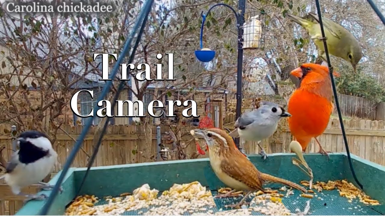 Backyard Birds in North Texas - YouTube