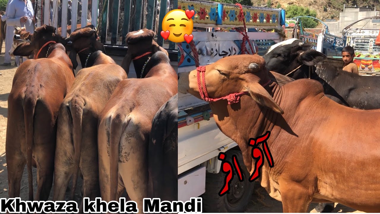 Khwaza khela Mandi swat update 2025 | cattle 🐄 cow price | wadan khan ...