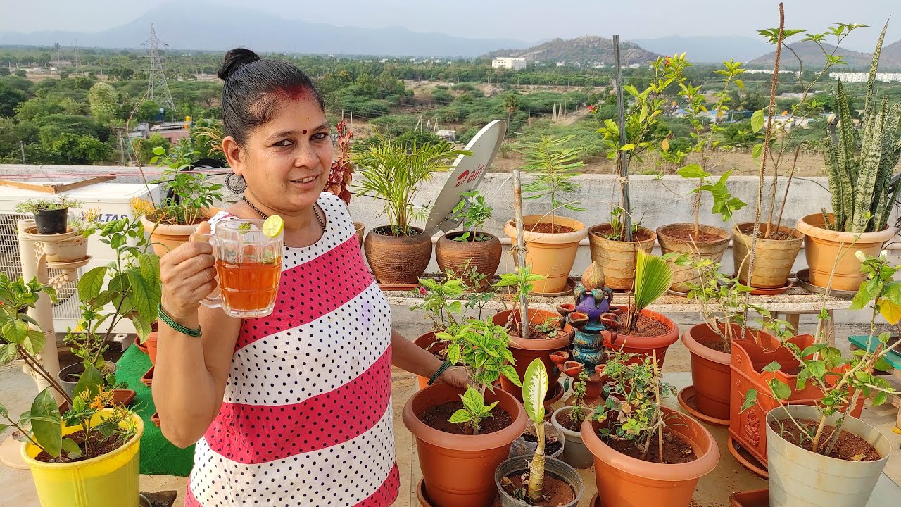 HOW TO MAKE NANNARI TEA | HEALTHY NANNARI TEA | RAMAA SRINIVAS | YOGA’S ...