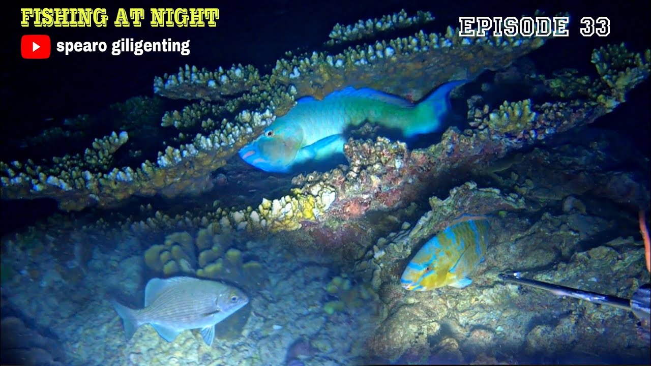 NIGHT SPEARFISHING EPISODE 33 | FISH HUNTING AT NIGHT - YouTube