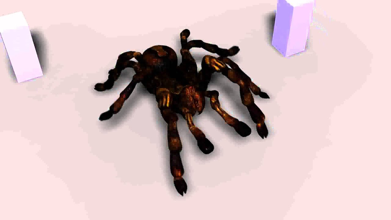 Tarantula walk test - YouTube