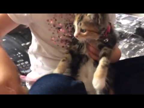 😺😺😺Kittenx - YouTube