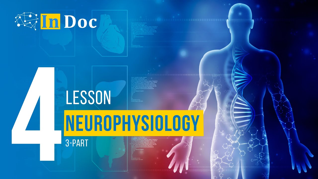 4-lesson. Neurophysiology 3-part - YouTube