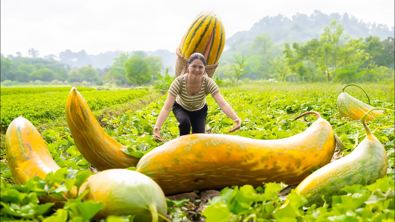 Harvesting Oriental Pickling Melon - Make A Refreshing Summer Melon ...
