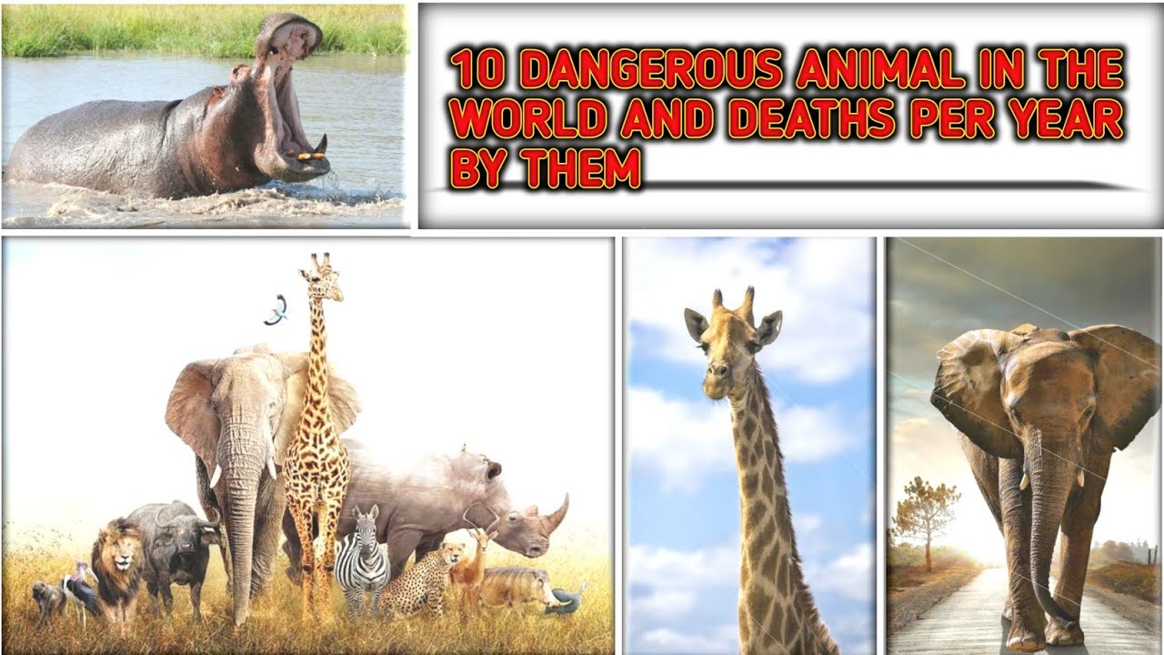 10 Most Dangerous Living Being In The World - YouTube