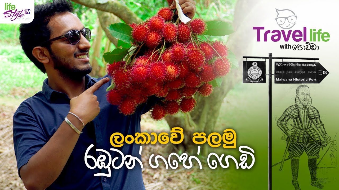 Malwana Rambutan Fruit-මල්වාන රඹුටන් Travel Life with Podda - YouTube
