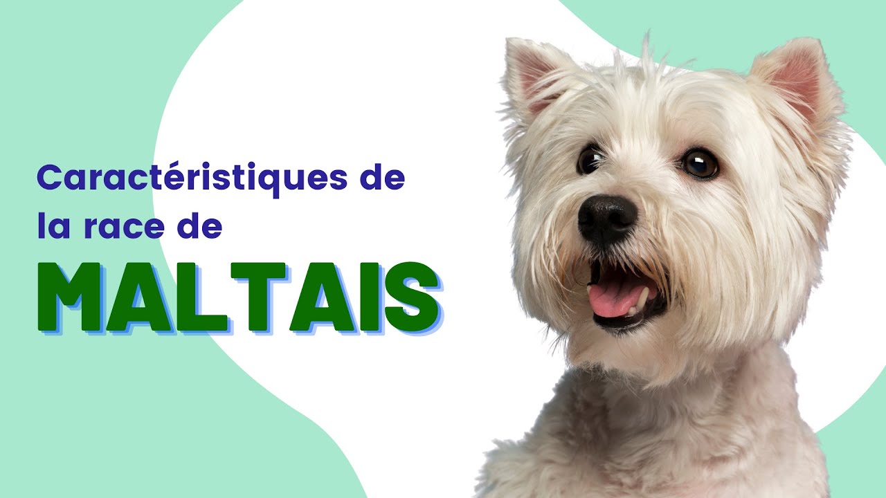 Caractéristiques De La Race De Maltais 🐩 - YouTube