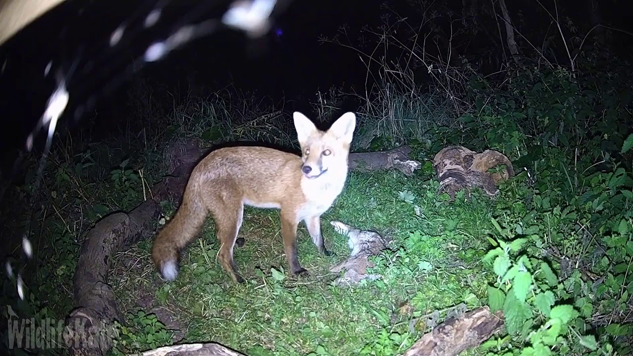 Fox with rabbit - YouTube
