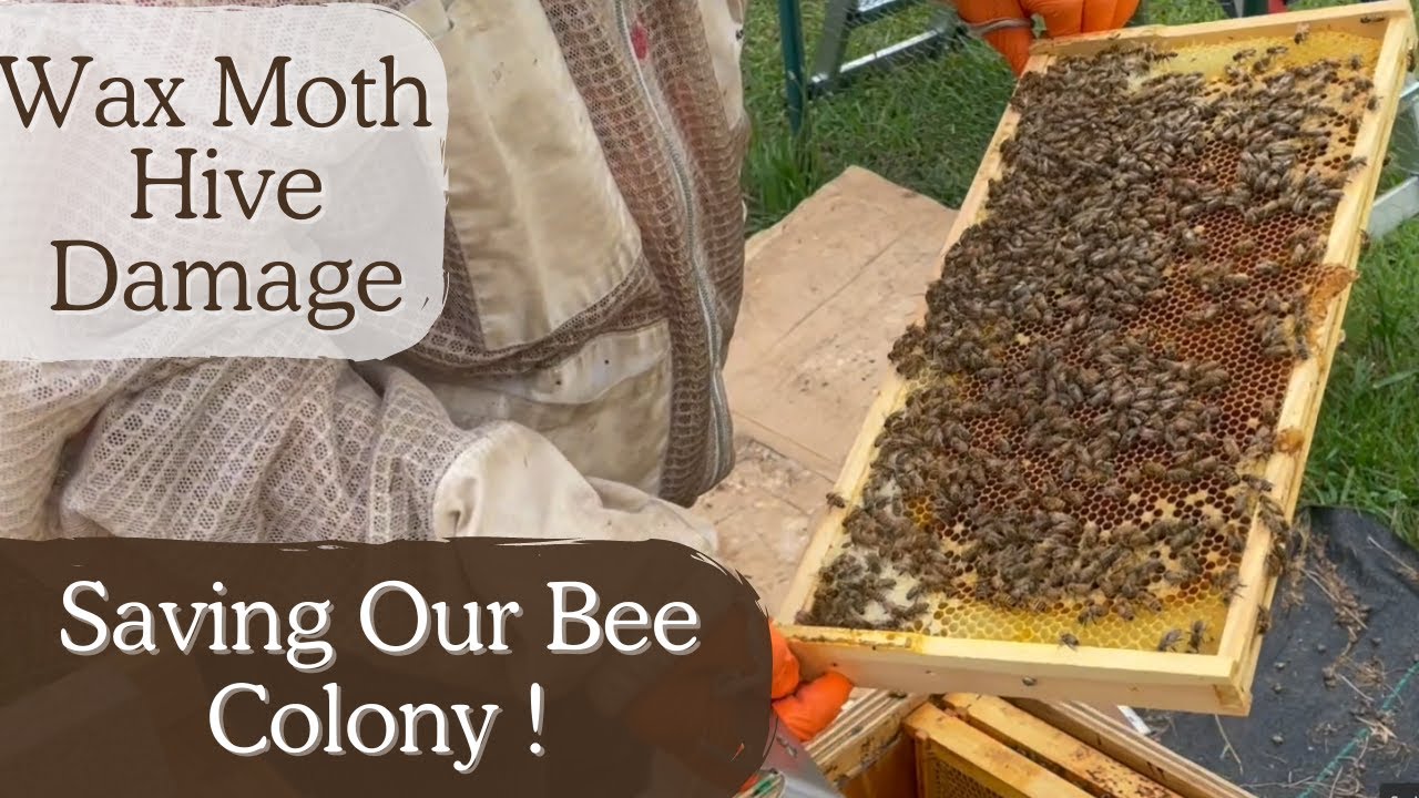 WAX MOTH DESTRUCTION RECOVERY | BEEKEEPING | PEST CONTROL - YouTube