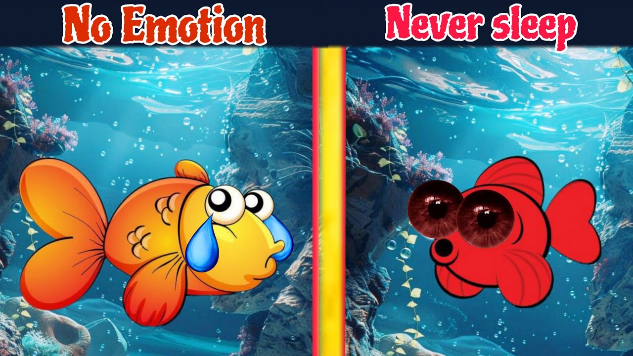 How Fish CRY and SLEEP in WATER. - YouTube